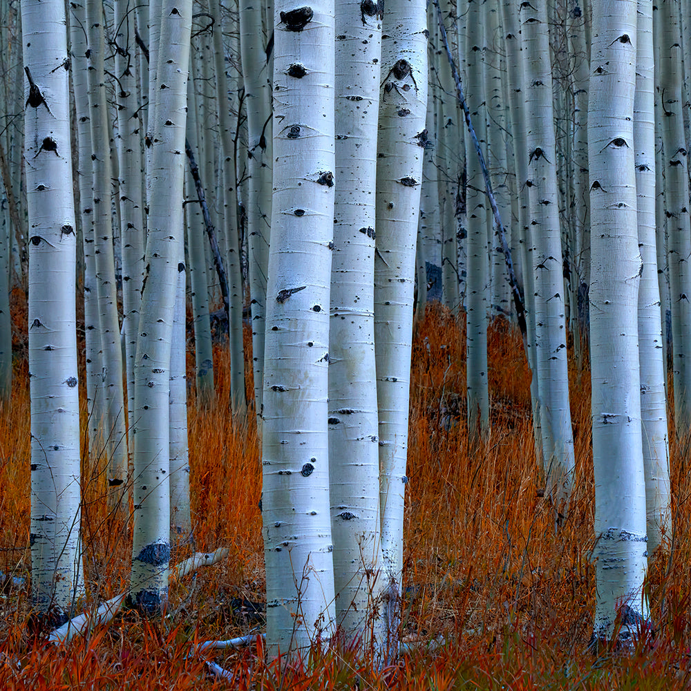 Trees – David Beavis Fine Art