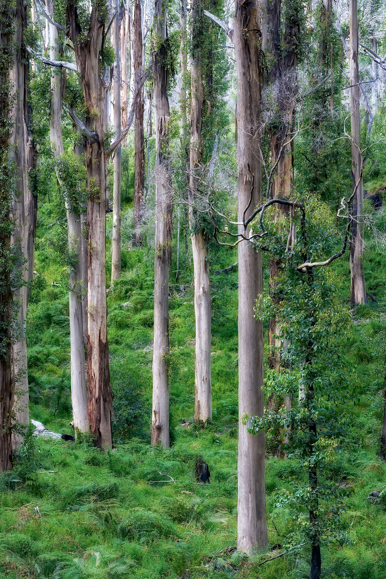 Kookaburra Sits in the Old Gum Tree Print – David Beavis Fine Art