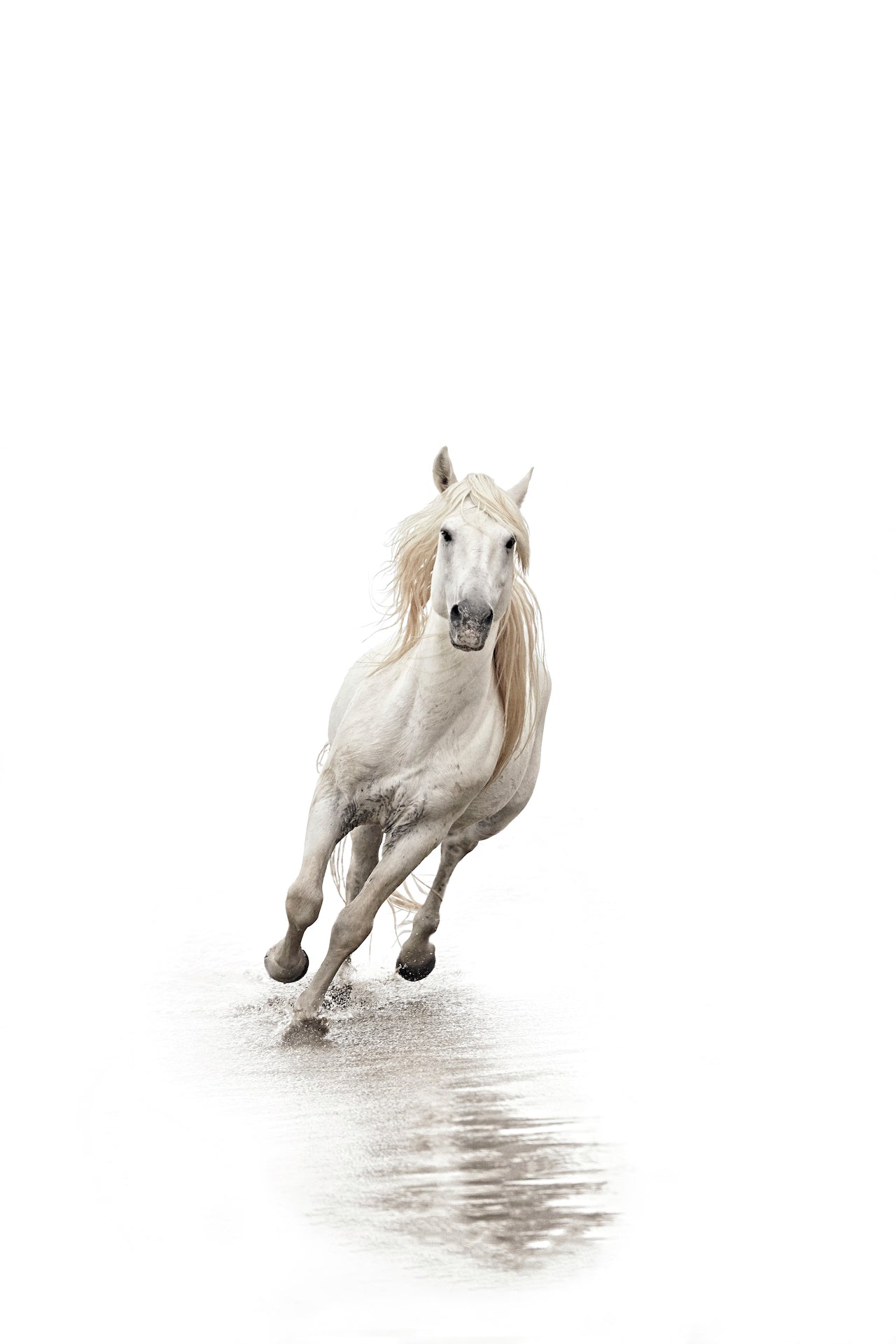 The White Stallion Print – David Beavis Fine Art